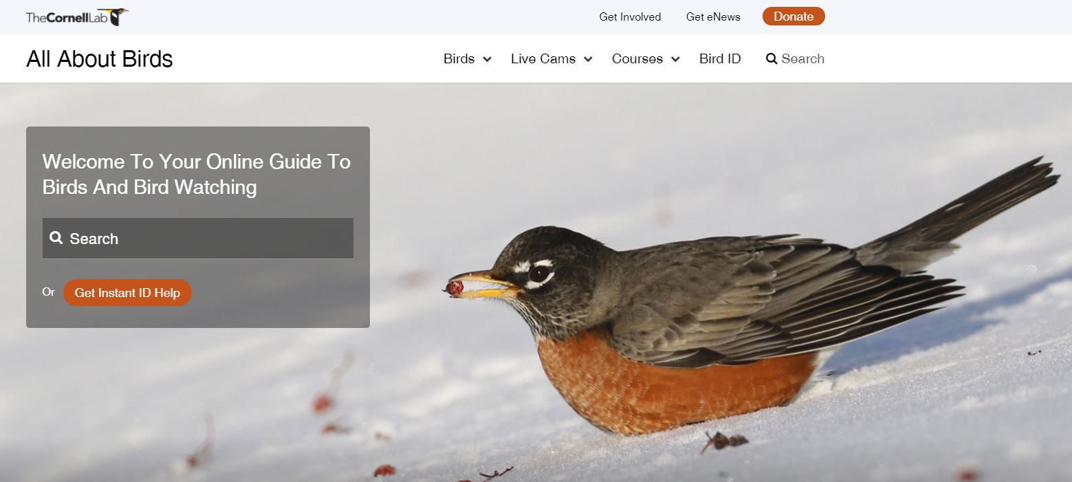Birdwatching with Cornell Lab of Ornithology - The Curriculum Choice
