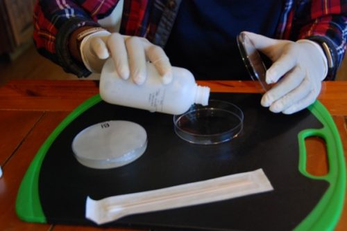 7 Fun Microscope Activities for Homeschool Elementary Students - The ...