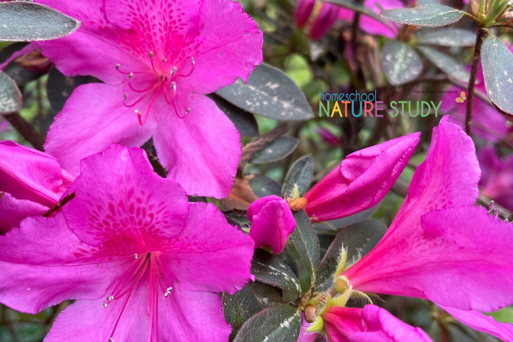 The Spring Homeschool - The Curriculum Choice