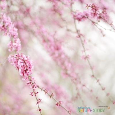 Spring Nature Study: Activities, Books and More For Your Homeschool ...